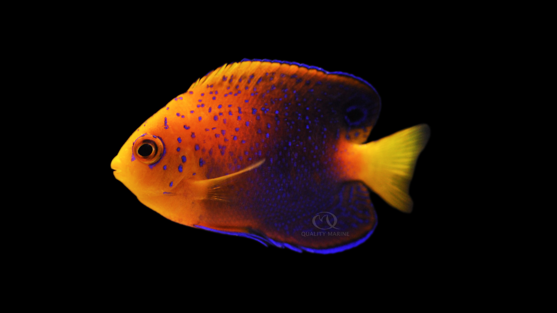 We Interruptus Your Regularly Scheduled Programming - Quality Marine