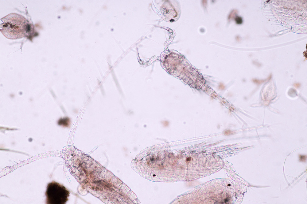 The Importance of Copepods and Other Microfauna - Quality Marine