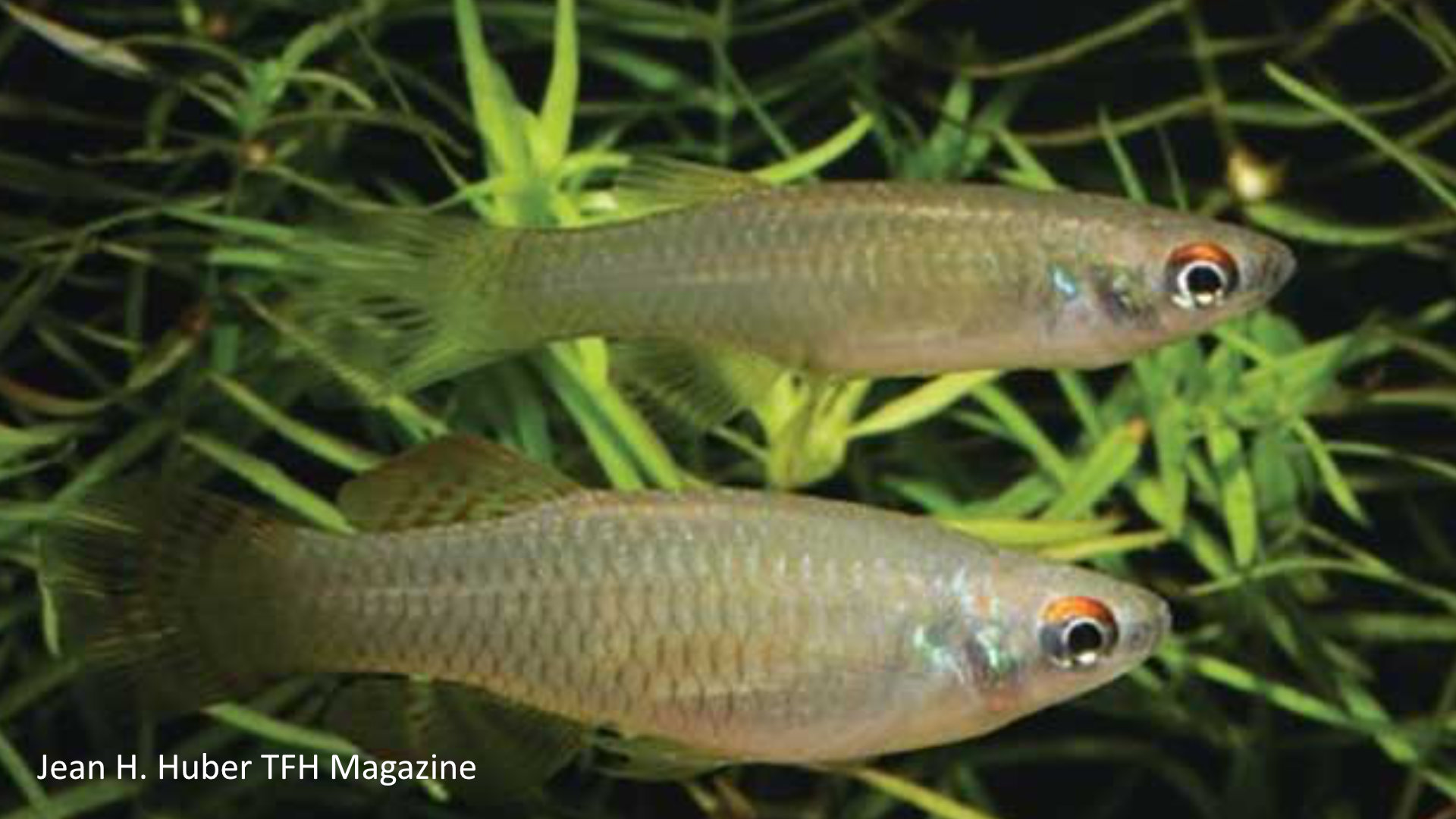 Aquarium Science: New species description Procatopus websteri - Quality ...