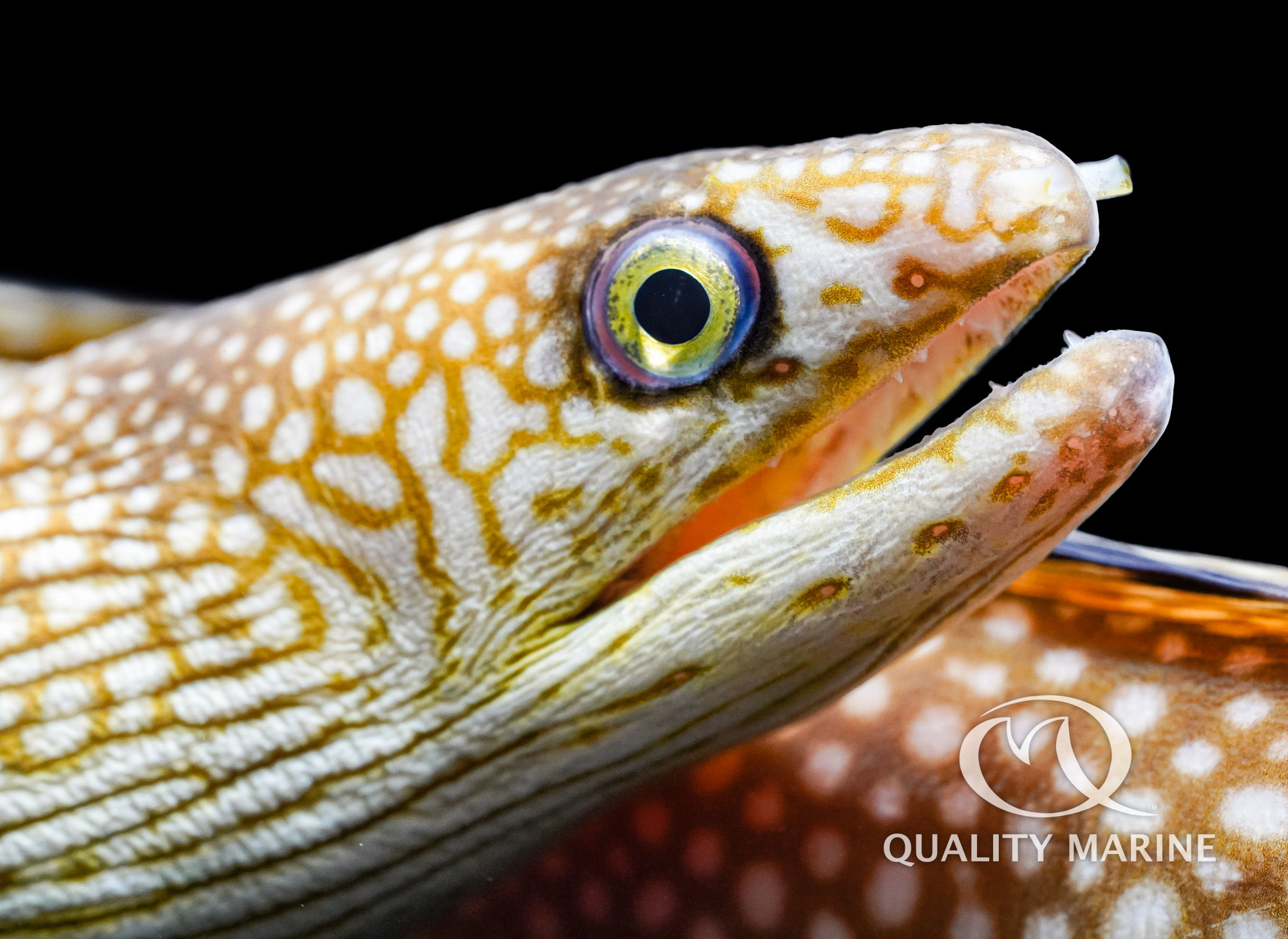Large and In Charge: The Blackedge Eel - Quality Marine