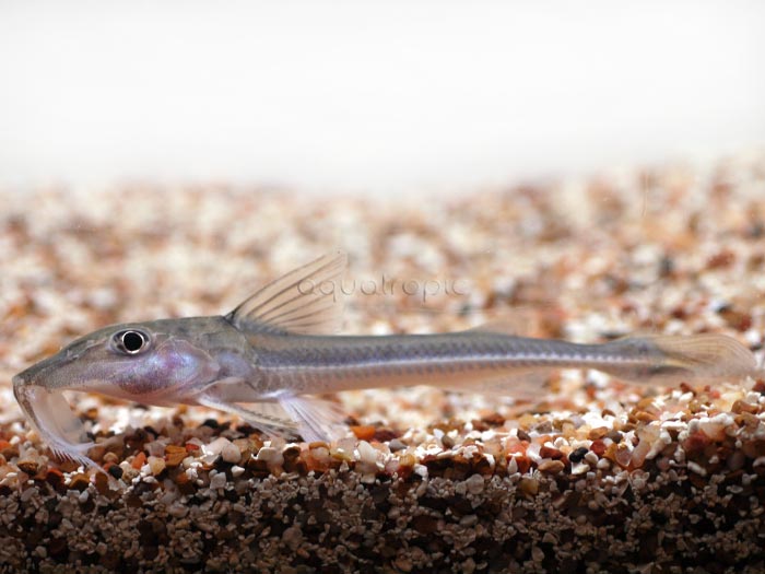 Peruvian Sturgeon Catfish (Leptodoras acipenserinus) - Quality Marine