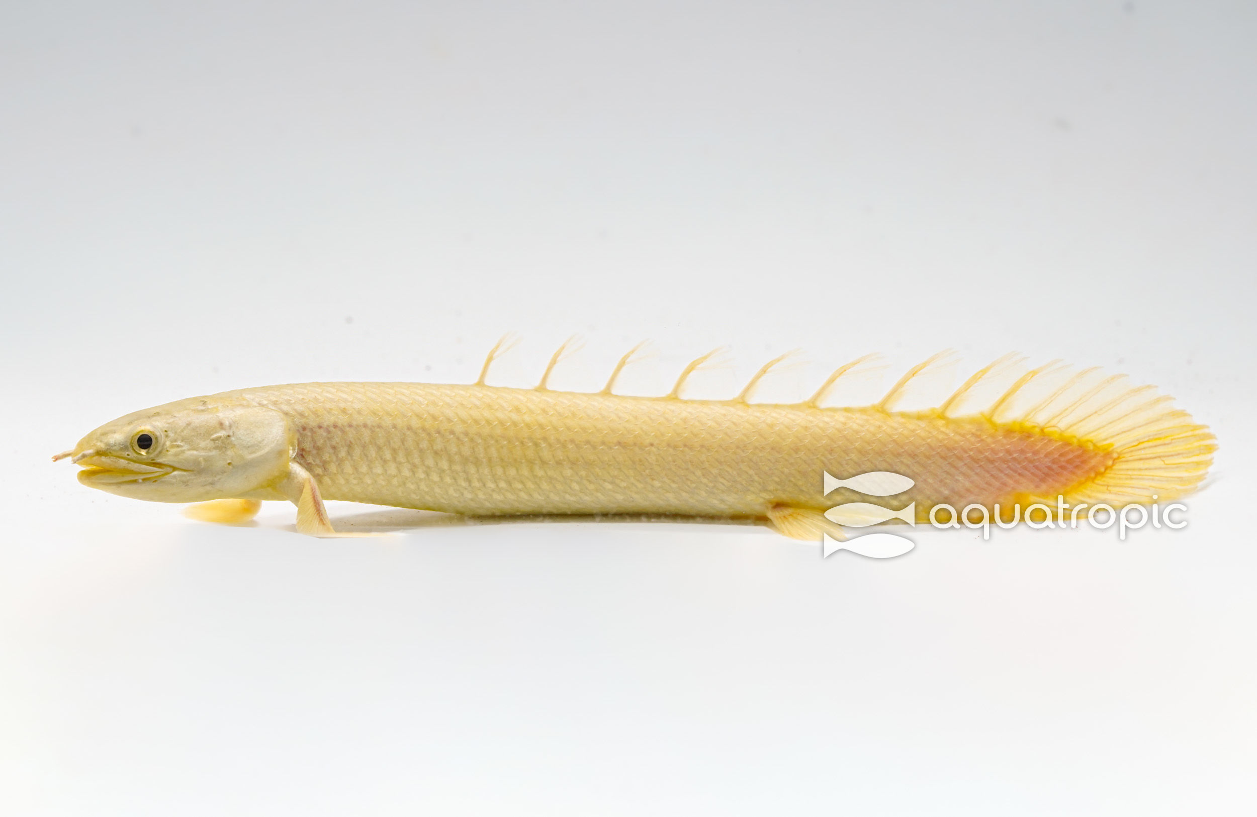 Life's a Birchir - Quality Marine