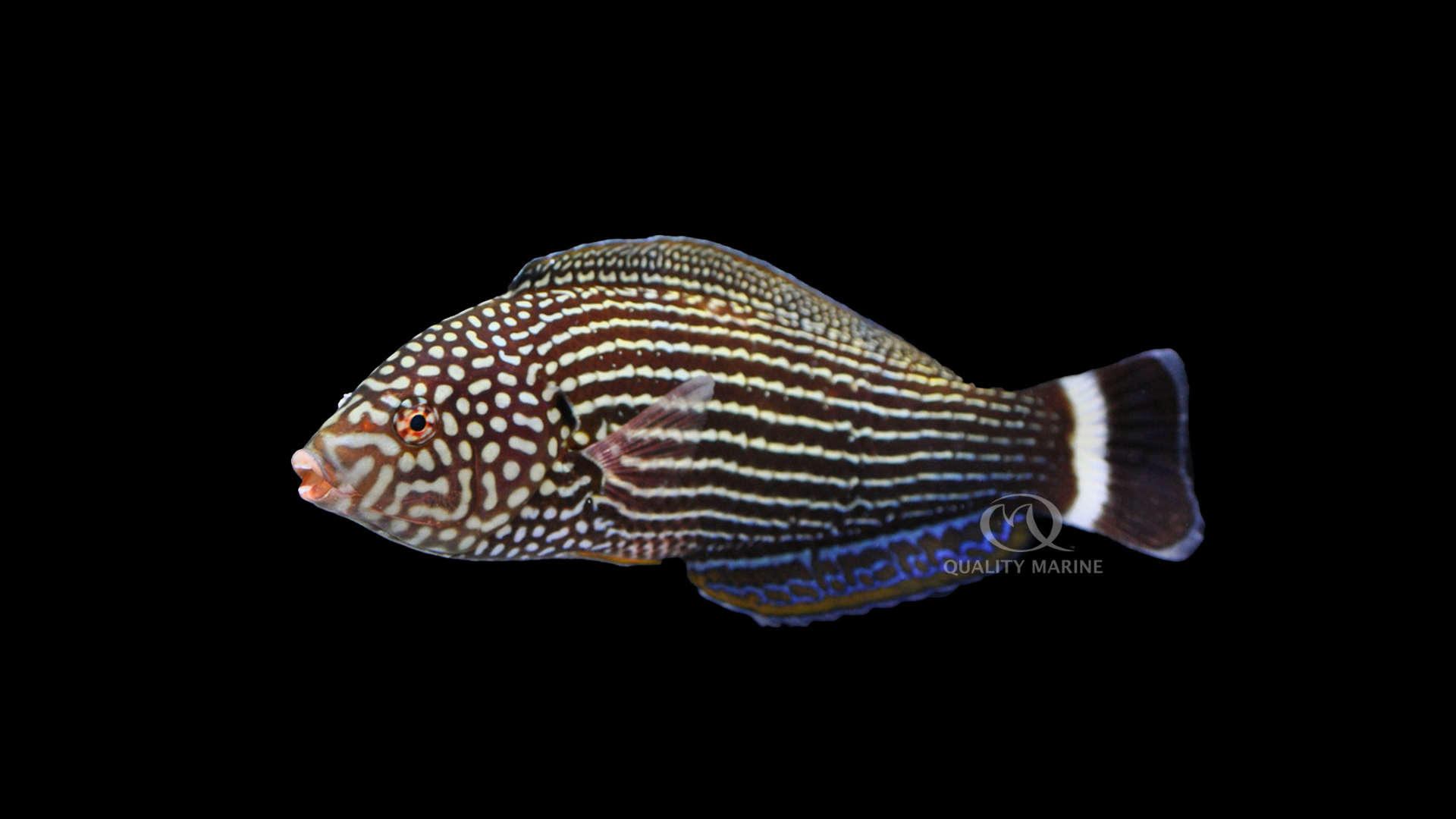 Lined Tamarin Wrasse - Quality Marine