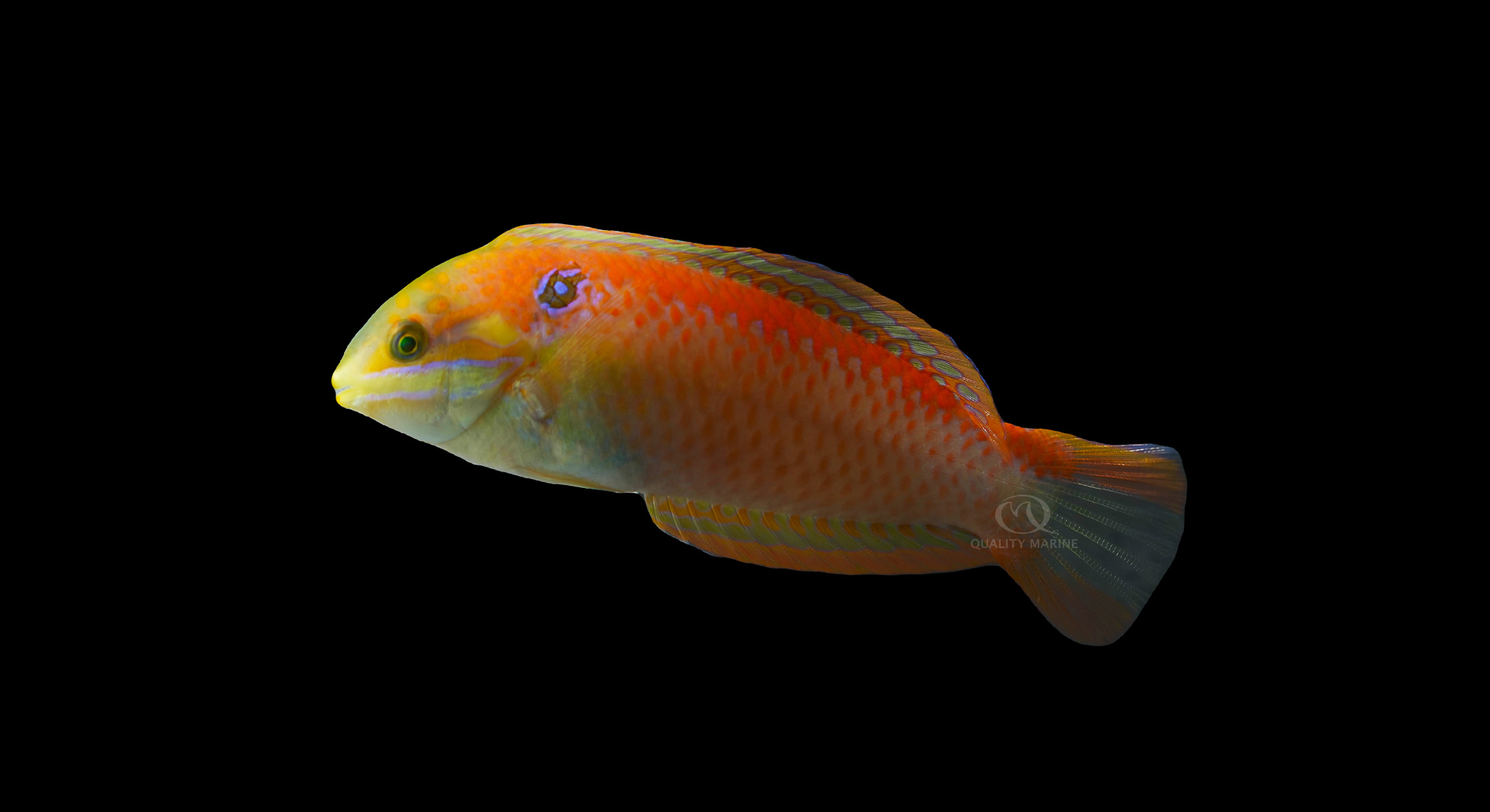 The King Julien of Wrasses - Quality Marine