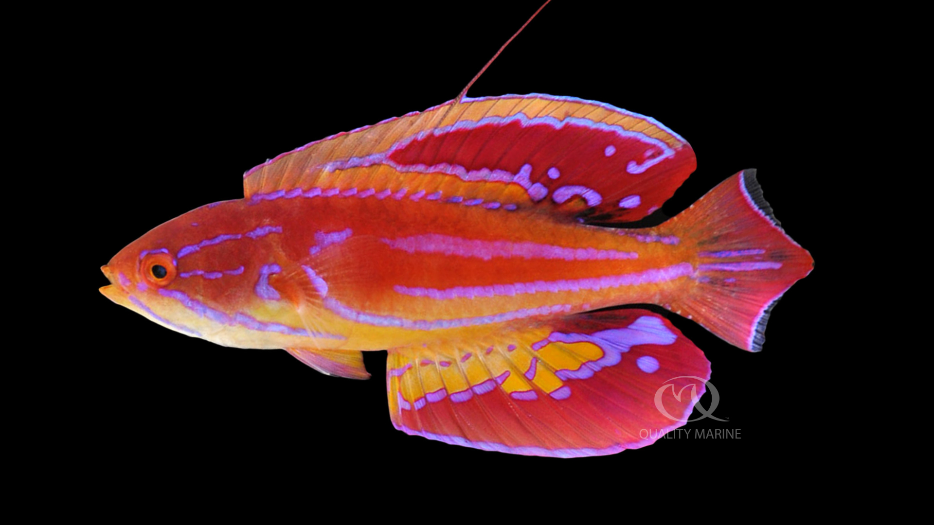 Male Diamond-Tail Flasher Wrasse - Quality Marine