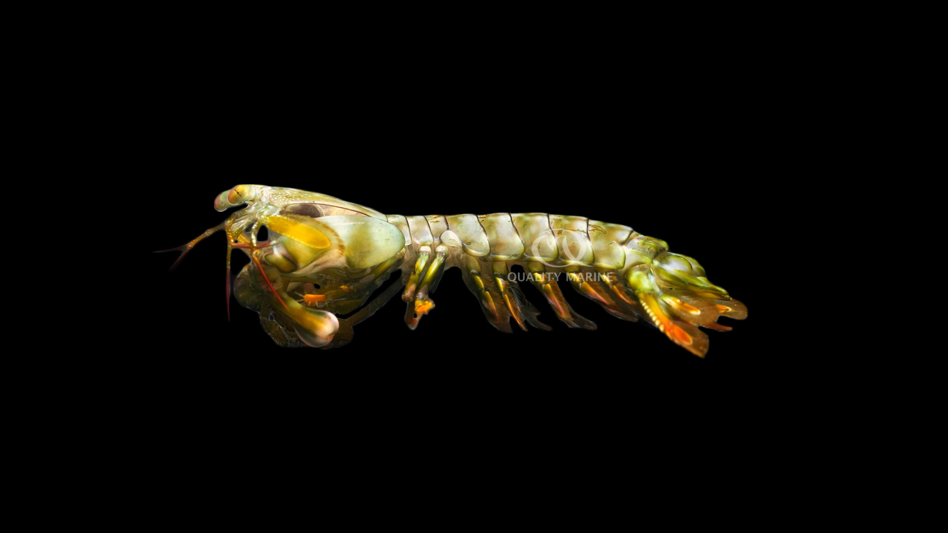 The Mystery Of The Amazing Mantis - Quality Marine