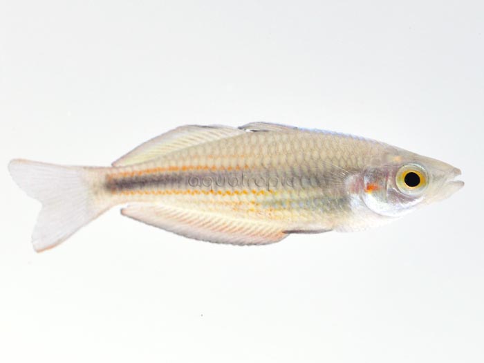 The Goyder River Rainbowfish (Melanotaenia trifasciata) - Quality Marine
