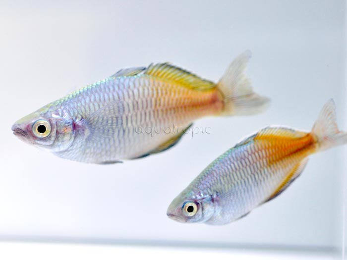 The Boesemani Rainbowfish (Melanotaenia boesemani) - Quality Marine