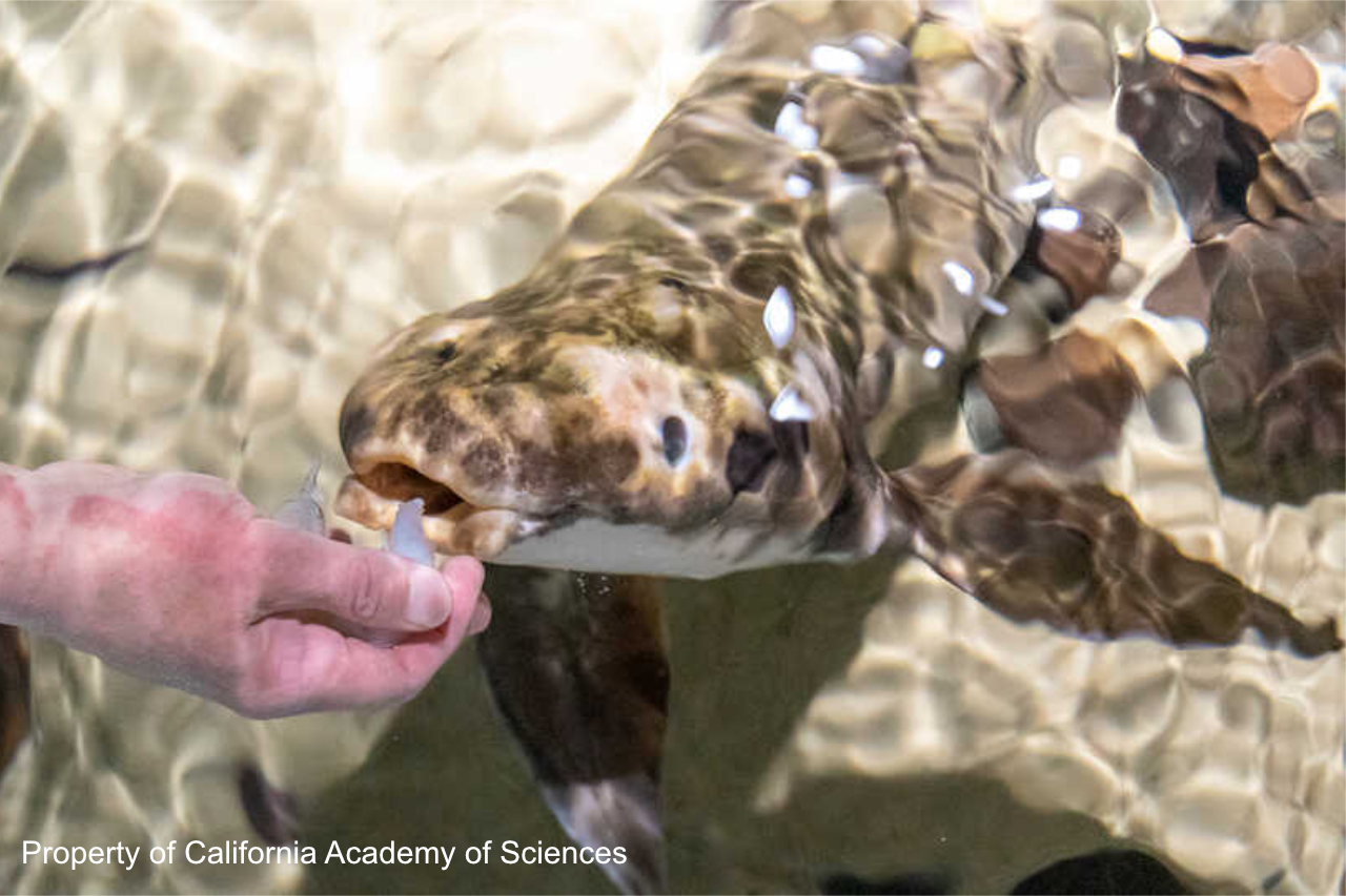 SF has world’s oldest aquarium fish. Here’s how scientists found out ...