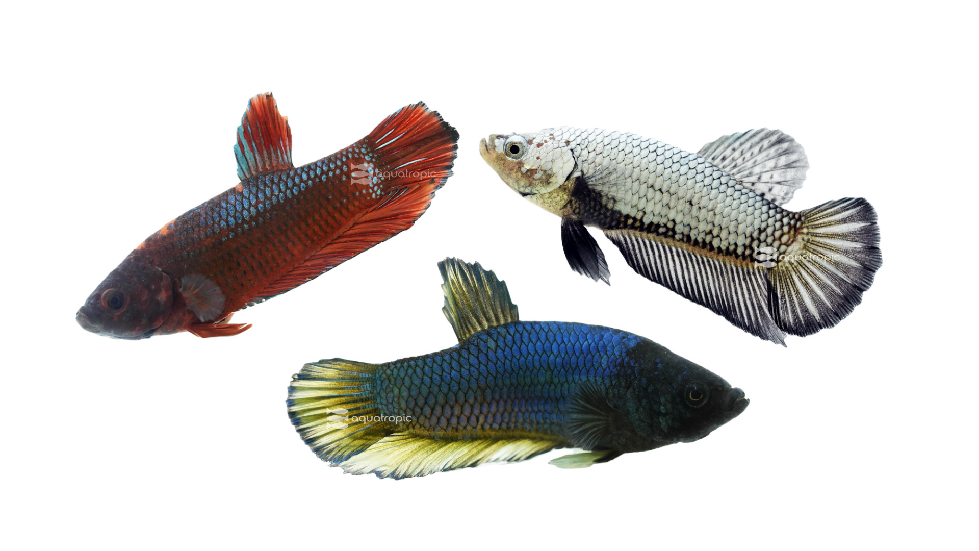 Mixed Male Roundtail Betta - Quality Marine