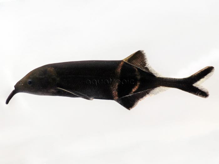 The Fishes Of Africa (That Aren’t Rift Lake Cichlids) - Part Two ...