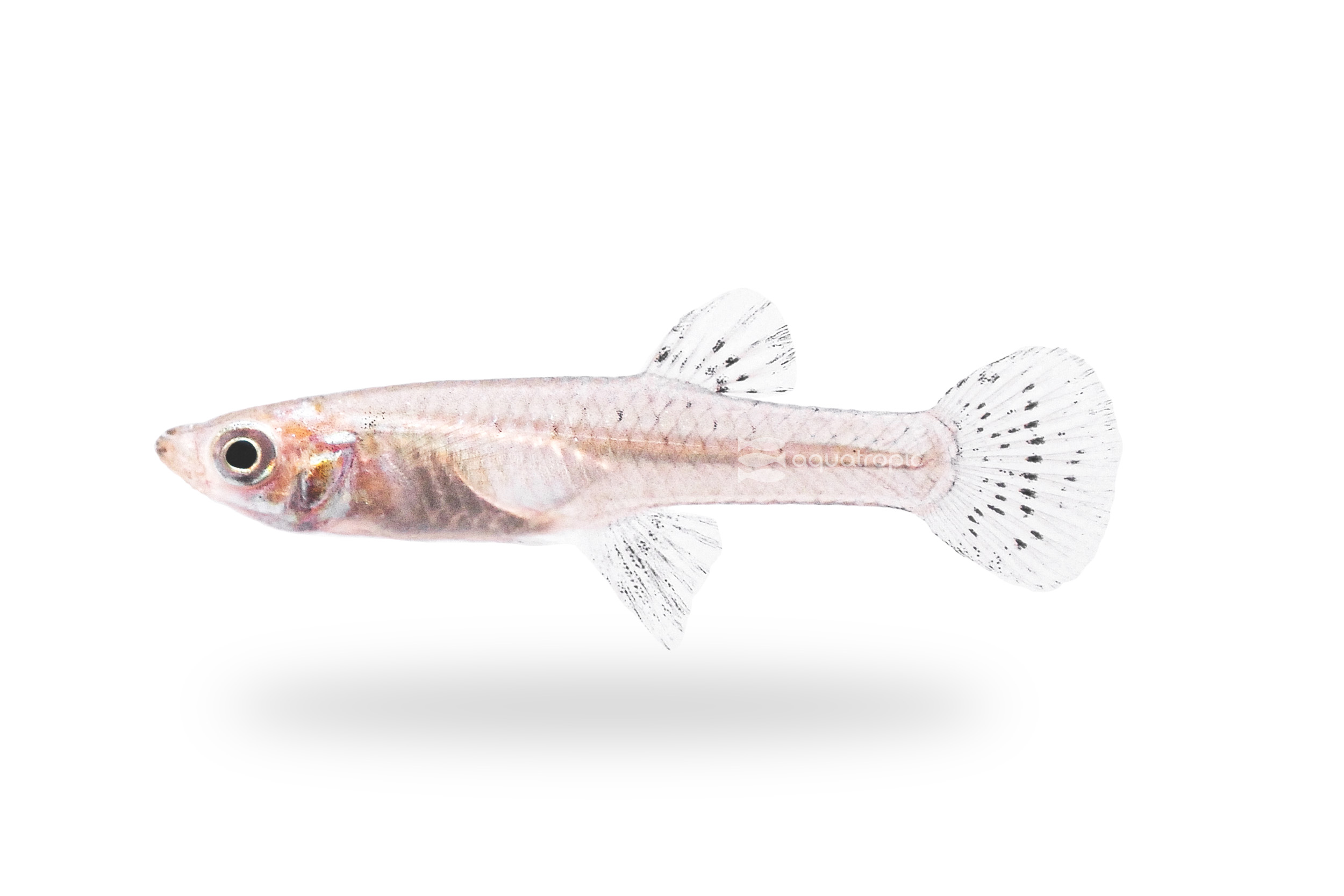 Mosquito No More - Quality Marine