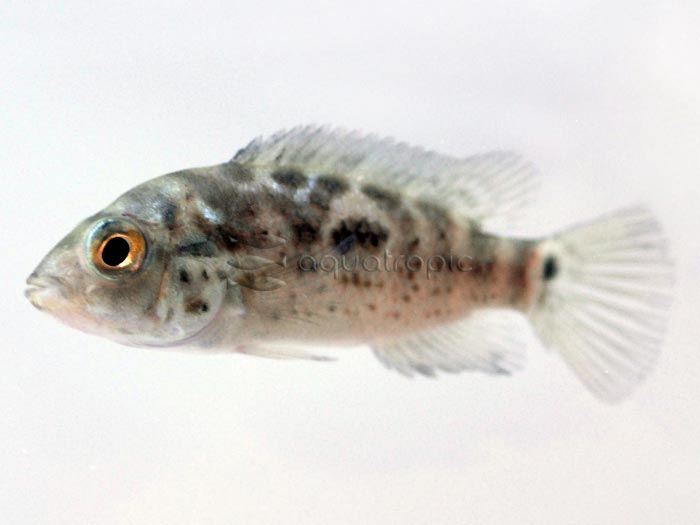 Cuban Cichlid (Nandopsis tetracanthus) - Quality Marine