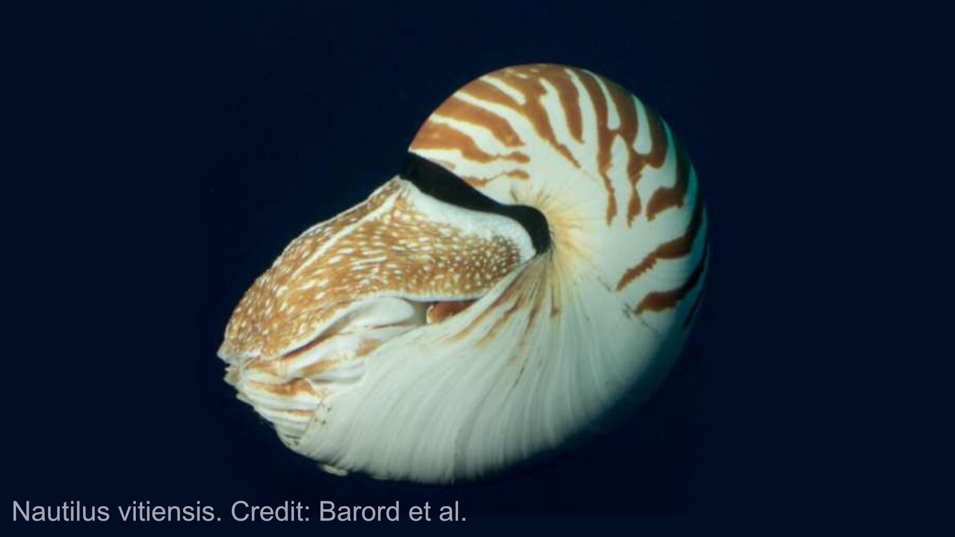 Three new nautilus species described from the Coral Sea and South ...