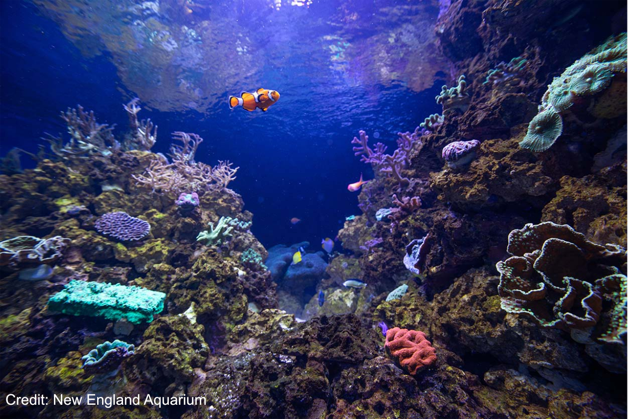 New England Aquarium Debuts New Live Coral Exhibit, “Healthy Corals ...