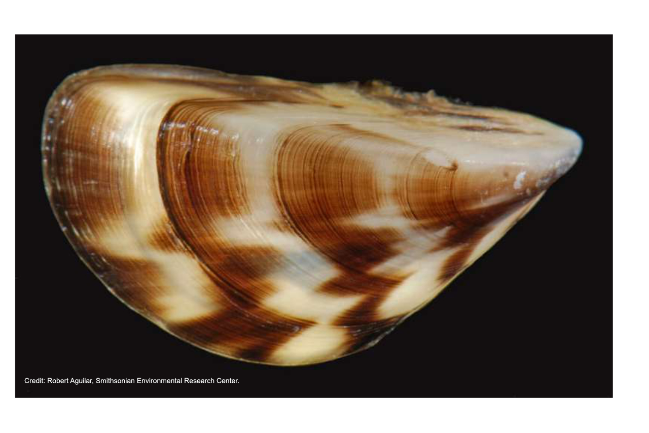 New insights into Zebra mussel attachment fibers offer potential ...