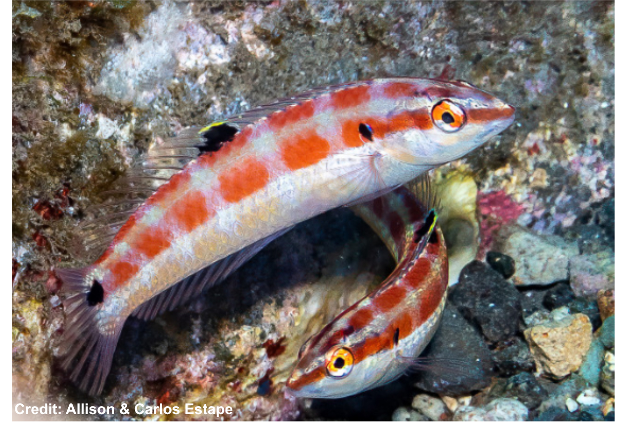 NEW FISH SPECIES DISCOVERED AT REMOTE ISLANDS OFF MEXICO’S PACIFIC ...