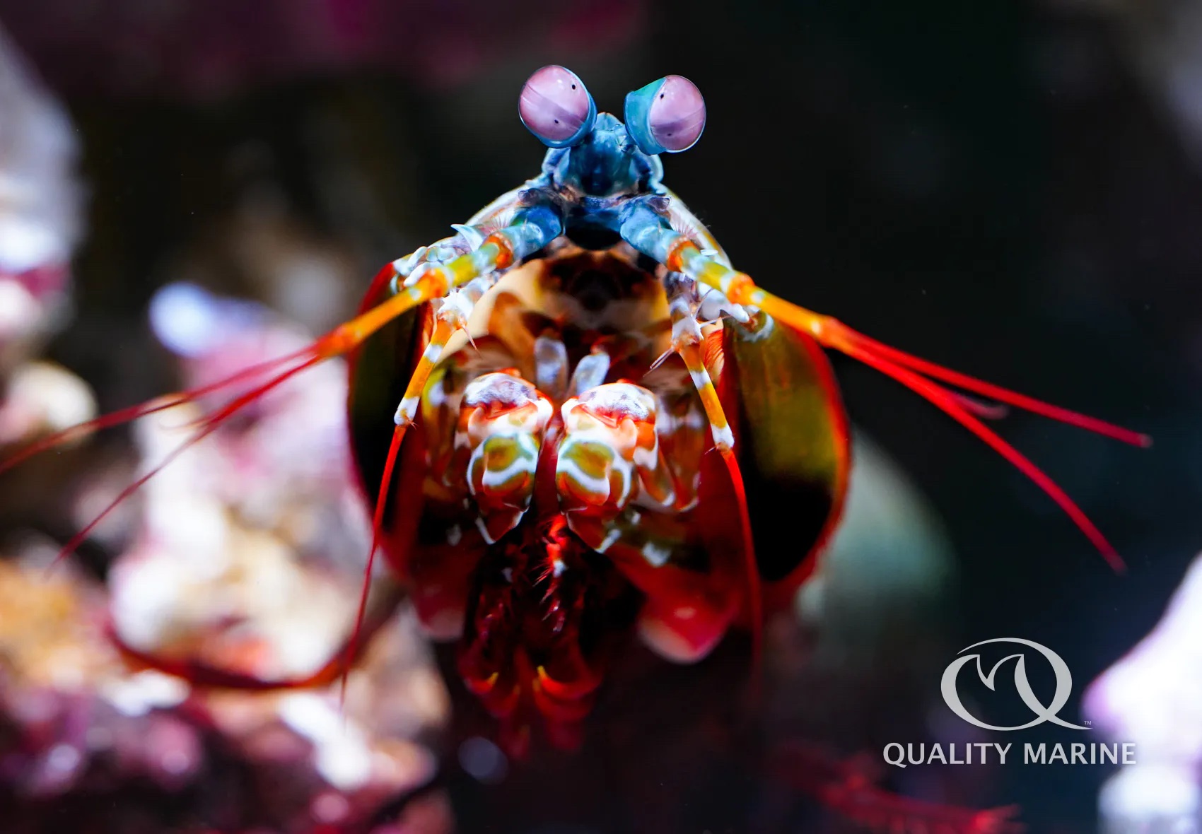 The Colorful Clown Mantis Shrimp - Quality Marine