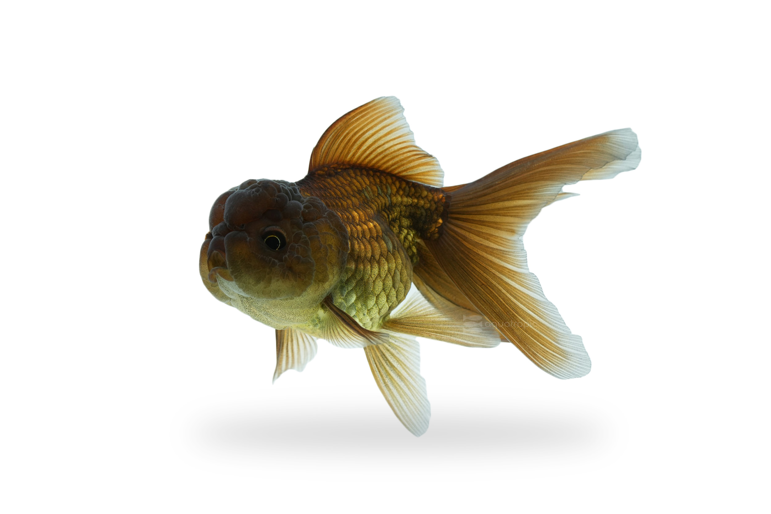 The Carassius auratus Known As Oranda - Quality Marine
