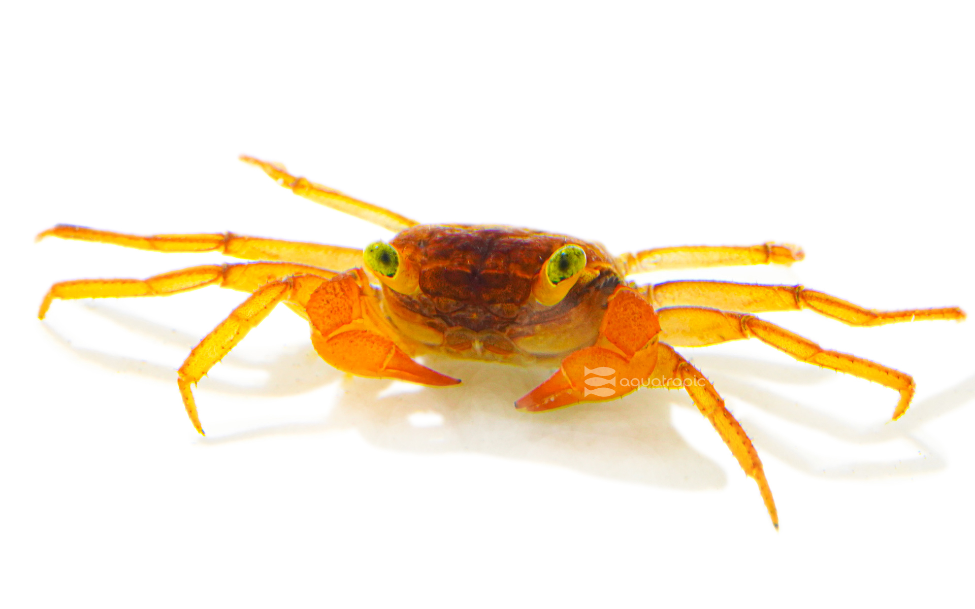 Orange Is The New Back - Quality Marine