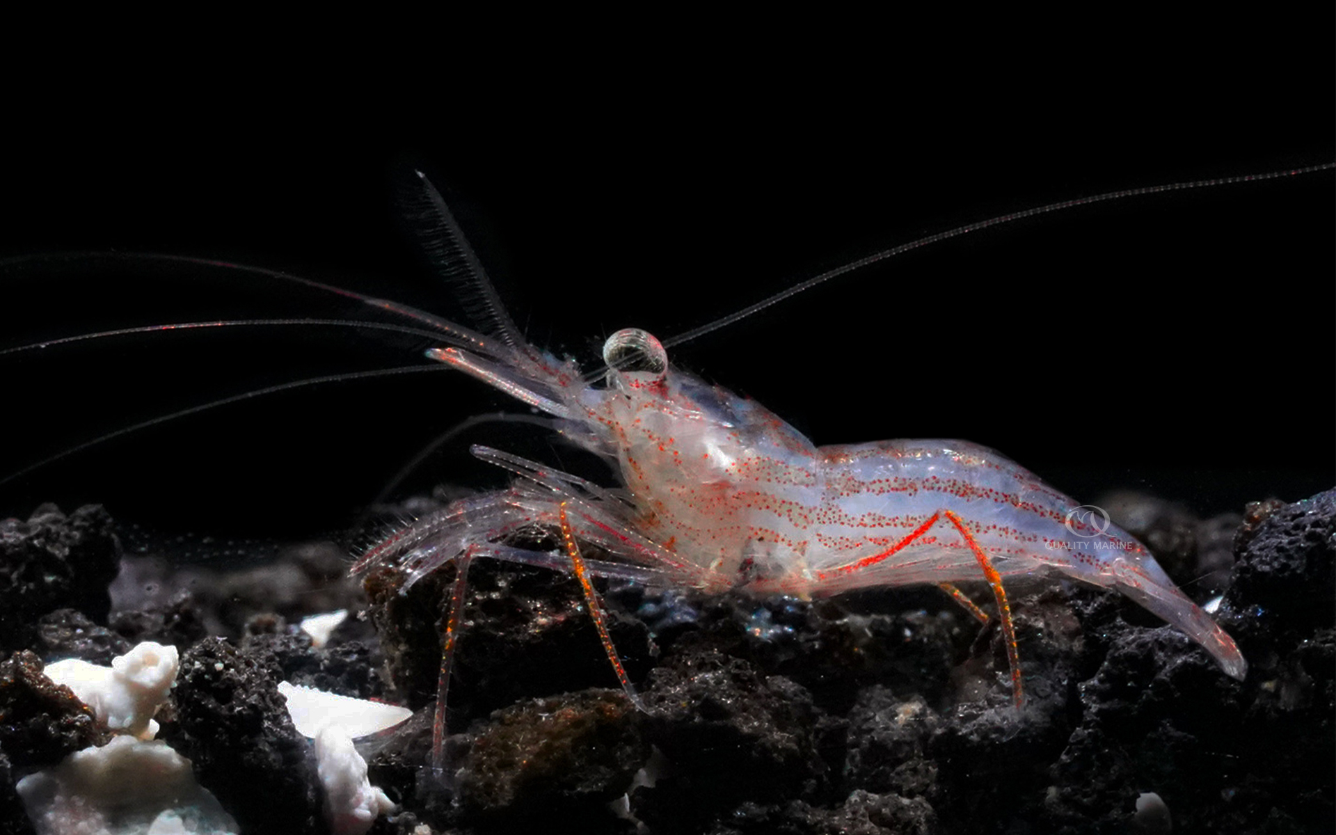 Junda Lin's Peppermint Shrimp - Quality Marine