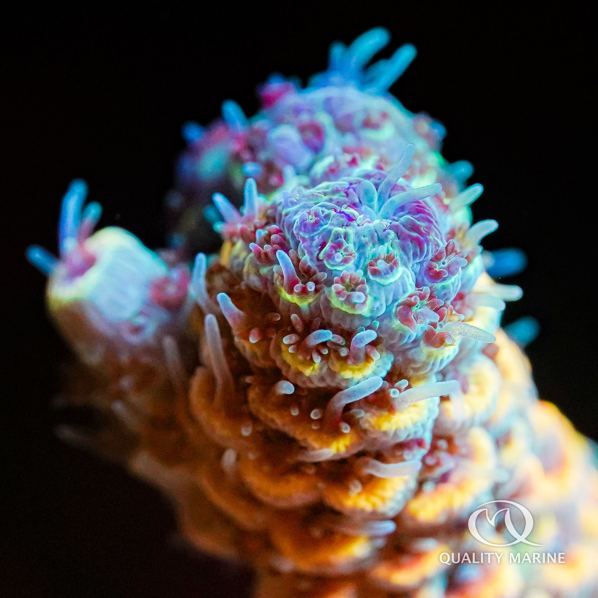 Photo of the Week - Acropora - Quality Marine