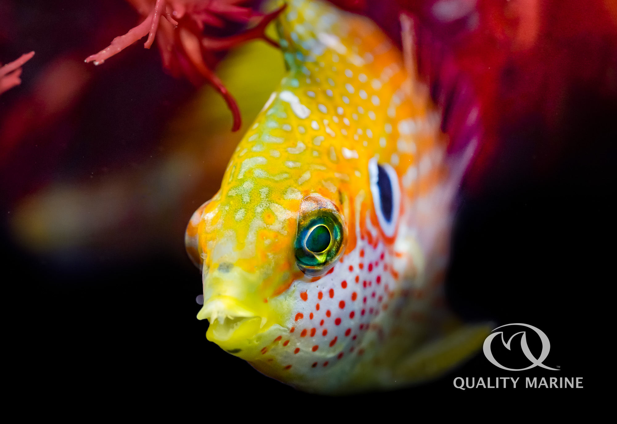 Photo of the Week - Kuiter's Wrasse - Quality Marine