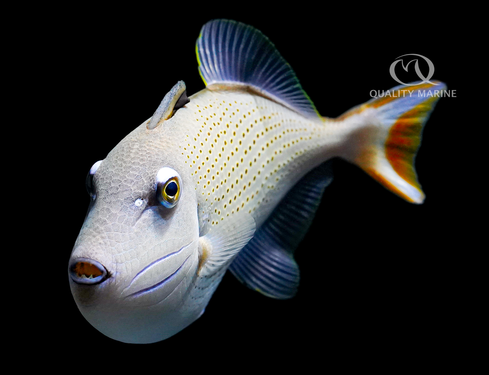 Photo of the Week - Redtail Trigger - Quality Marine
