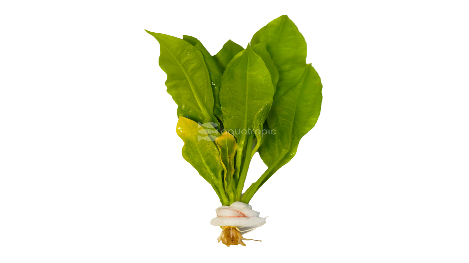 The Easiest Sword Fight - Quality Marine