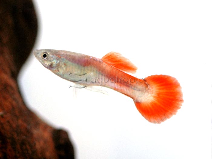 Male Fire Tail Guppy (Poecilia reticulata) - Quality Marine