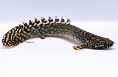 Fish Out of Water: The Ornate Bichir (Polypterus ornatipinnis ...