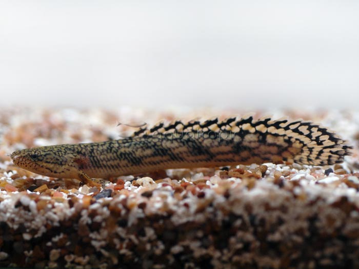 Living Fossils: Bichirs and the Reedfish - Quality Marine