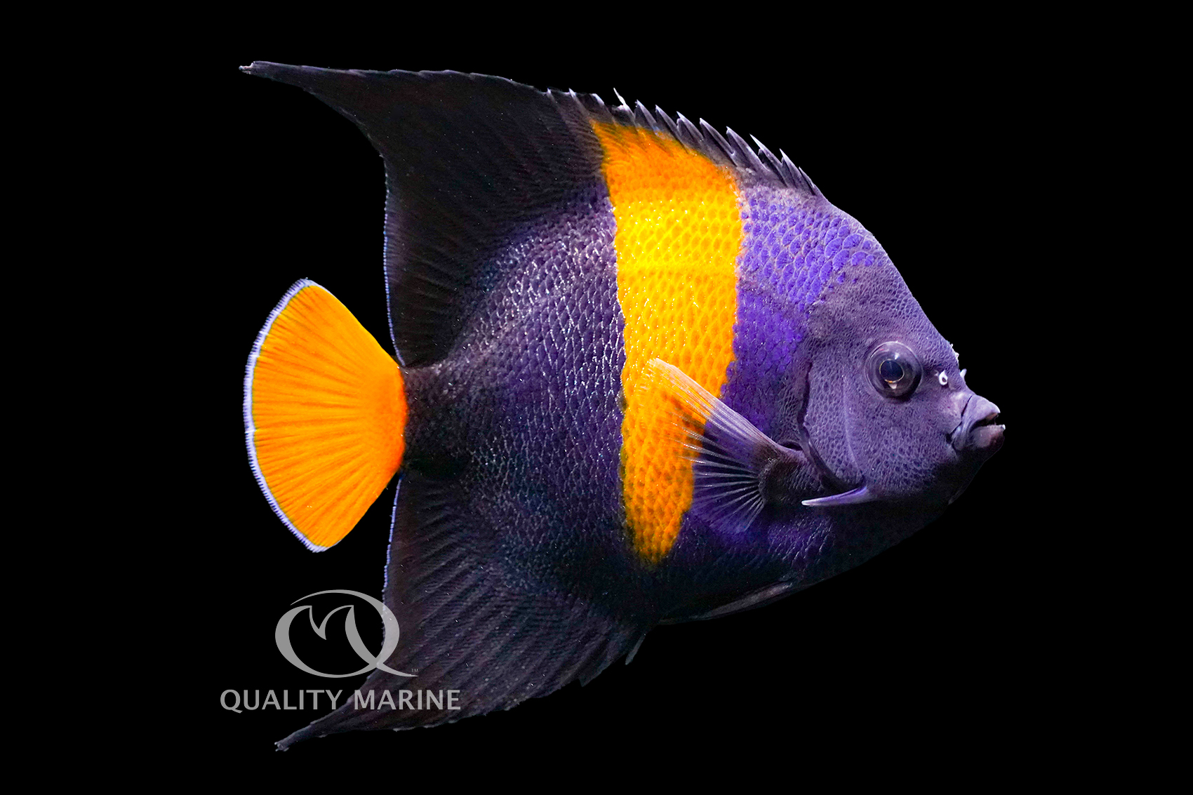 Highly Underrated Fish – What's an Asfur (Pomacanthus asfur) - Quality ...