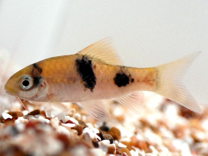 Red Panda Barb (Puntius fasciatus) - Quality Marine