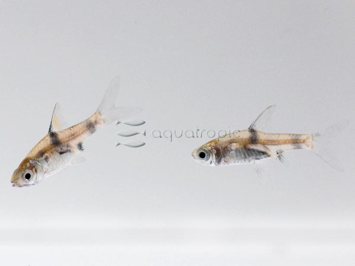 The Gold Clown Barb (Puntius gelius) - Quality Marine