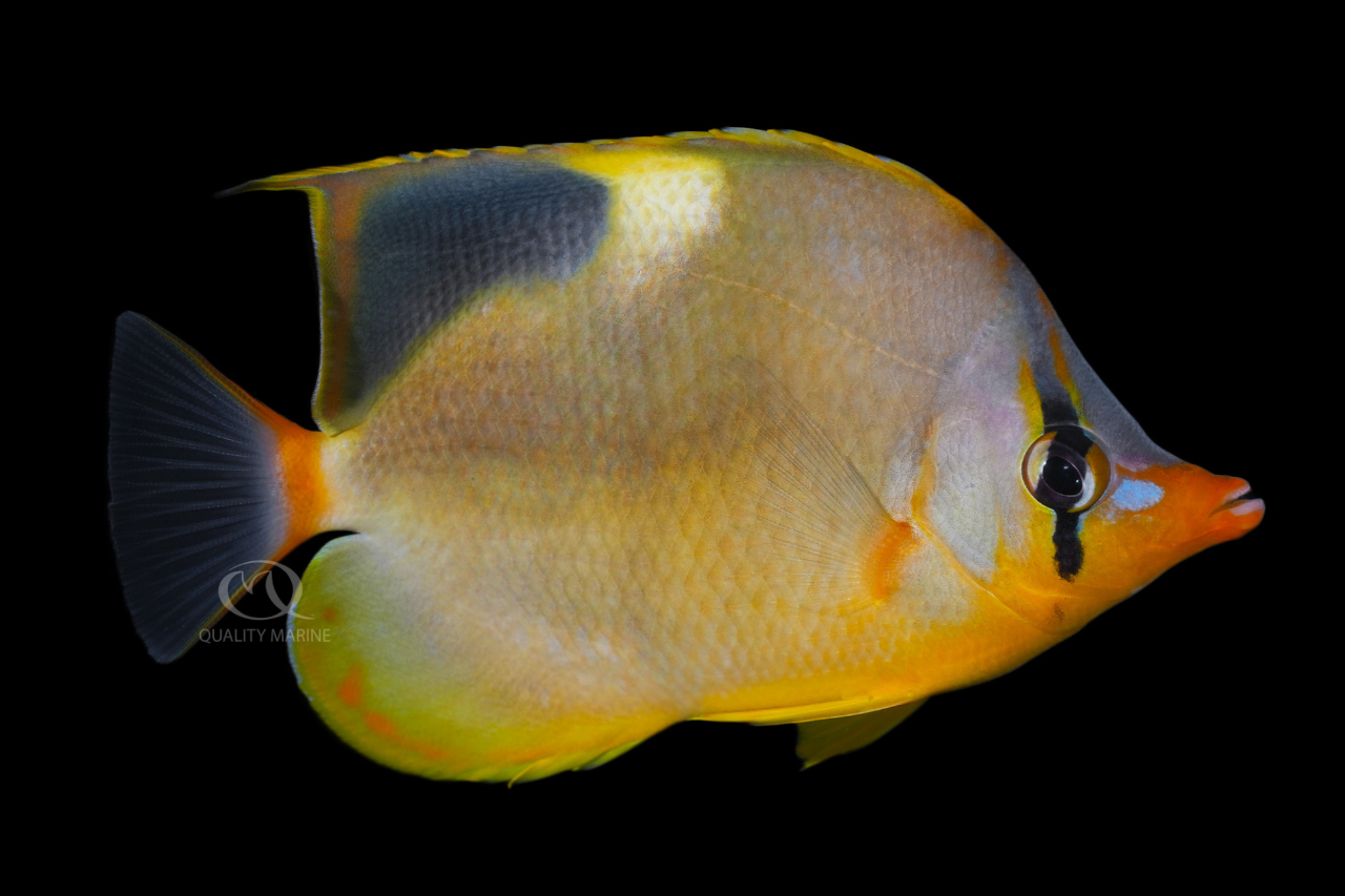 Tongan Hybrid Saddle Butterfly - Quality Marine