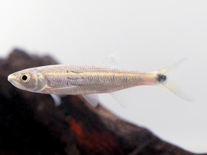 Congolese Barb (Raiamas sp.) - Quality Marine