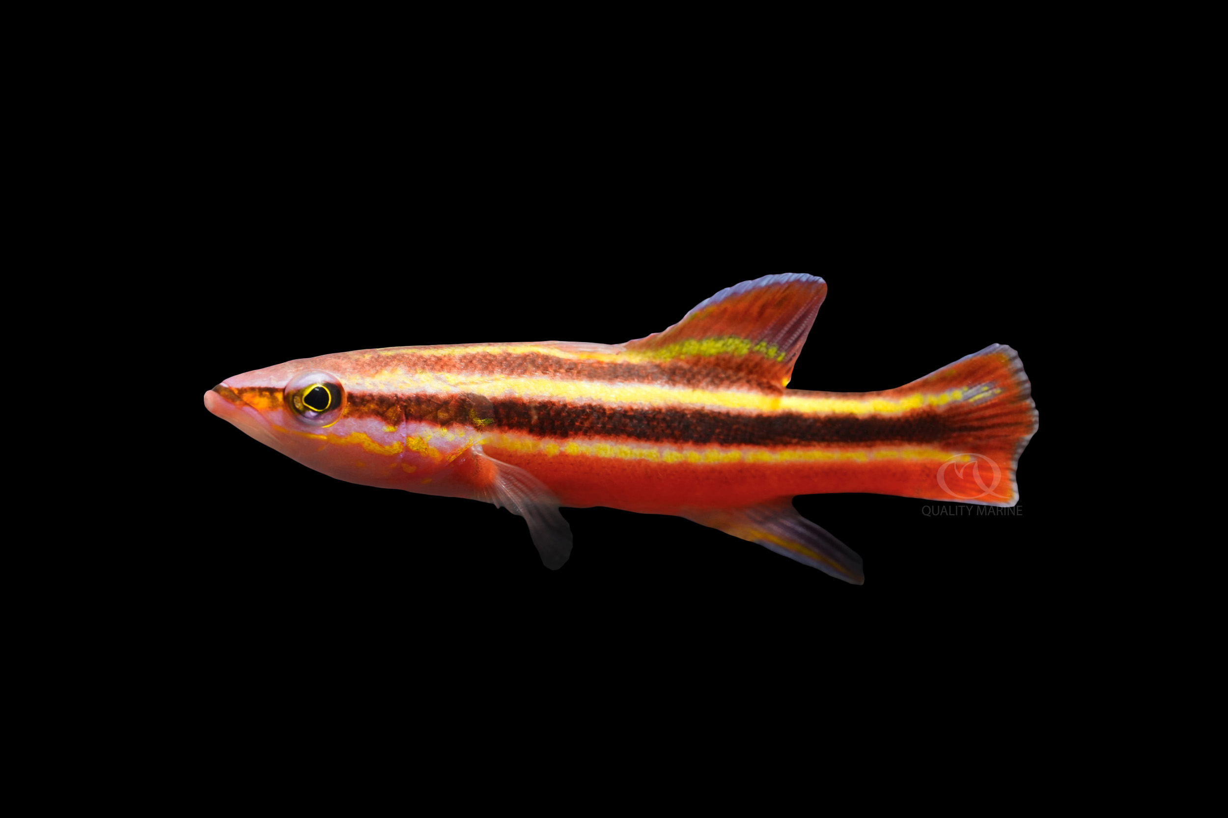 A Rainbow From The Deep - Quality Marine