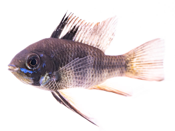 White Ram Fish