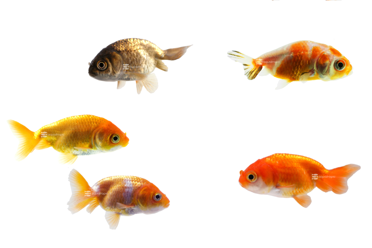 Say it with us...RANCHU - Quality Marine