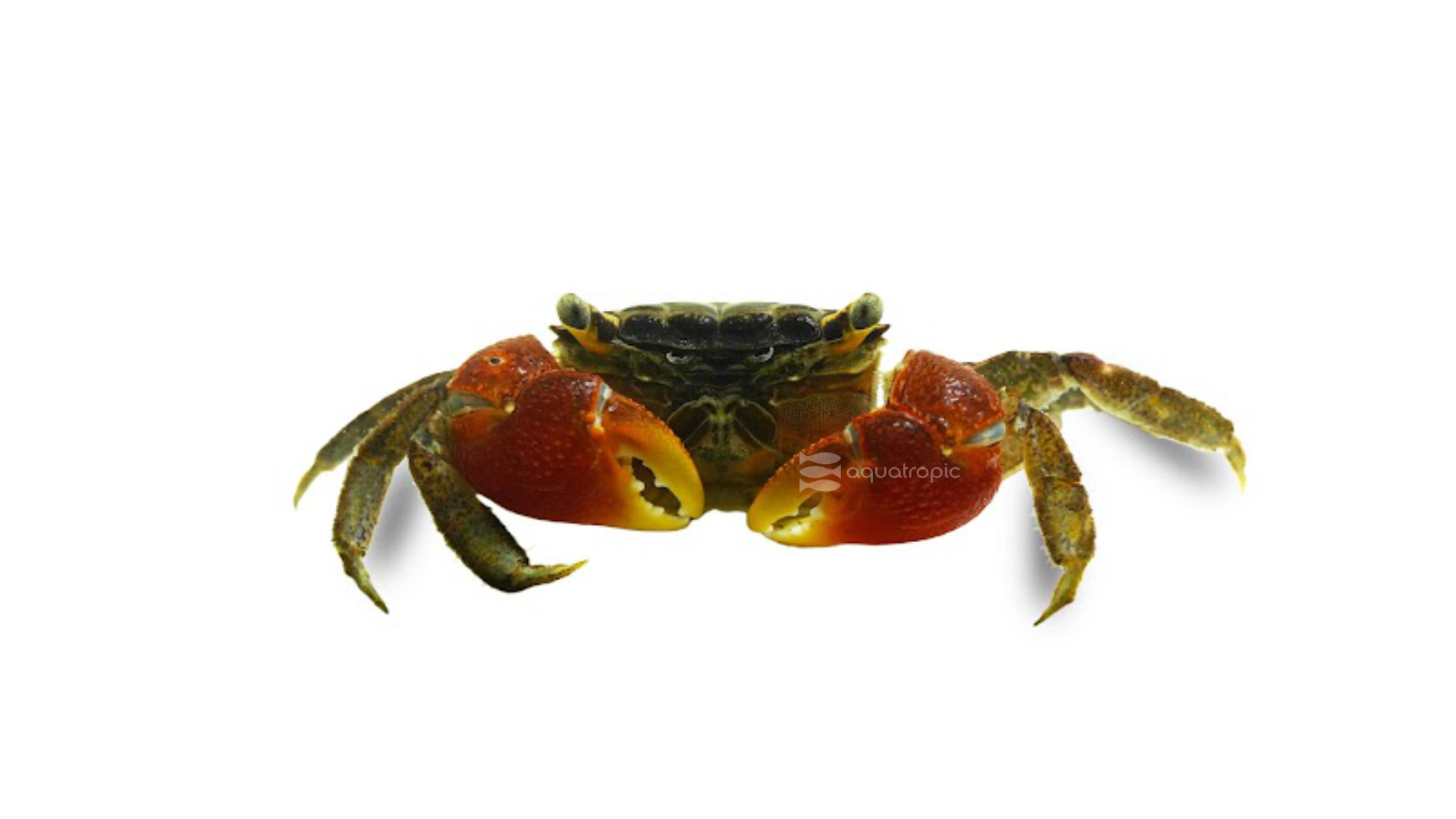 Red Claw Crab - Quality Marine