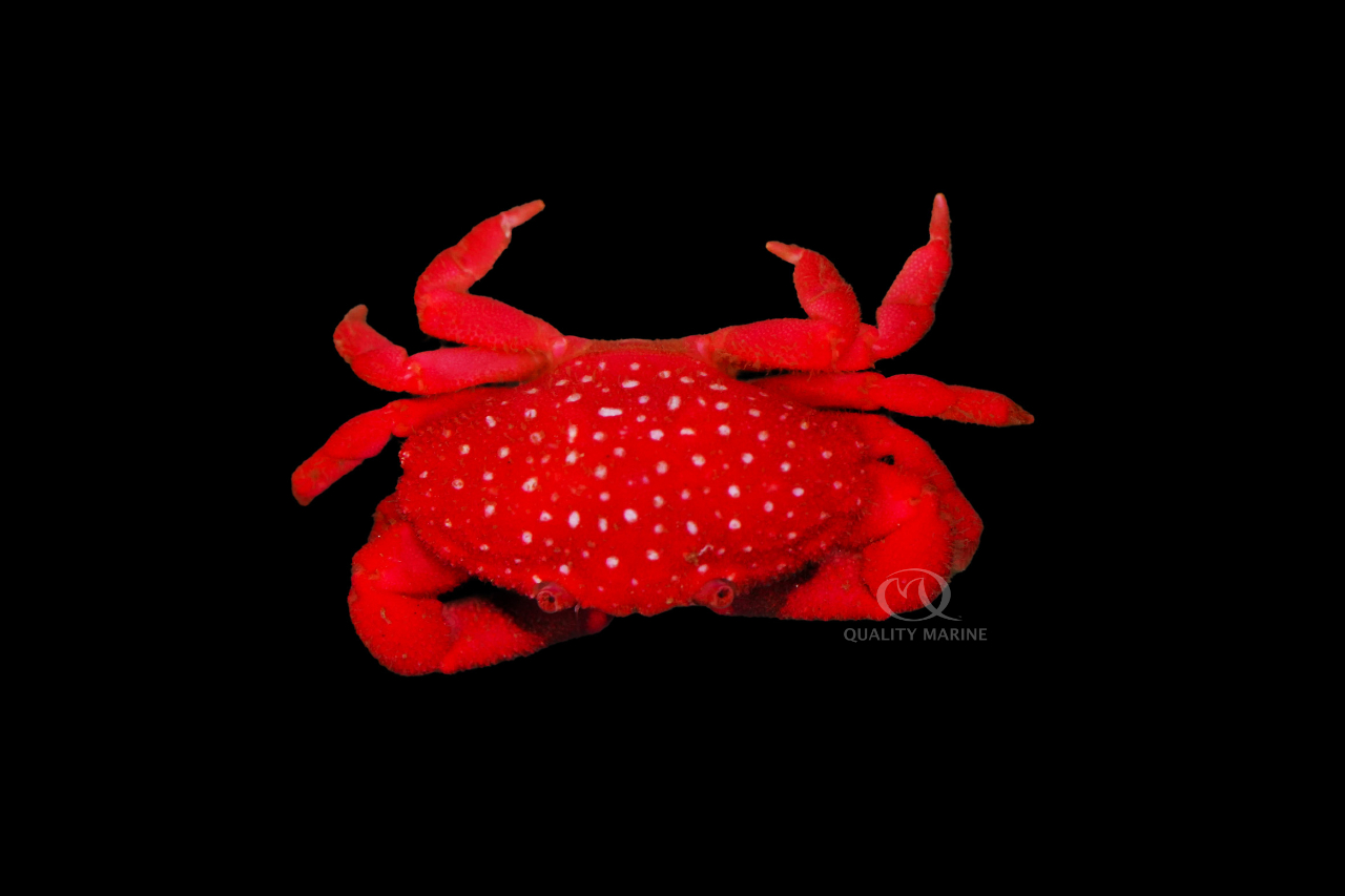 The Red Round (Strawberry) Crab to NOT EAT! - Quality Marine