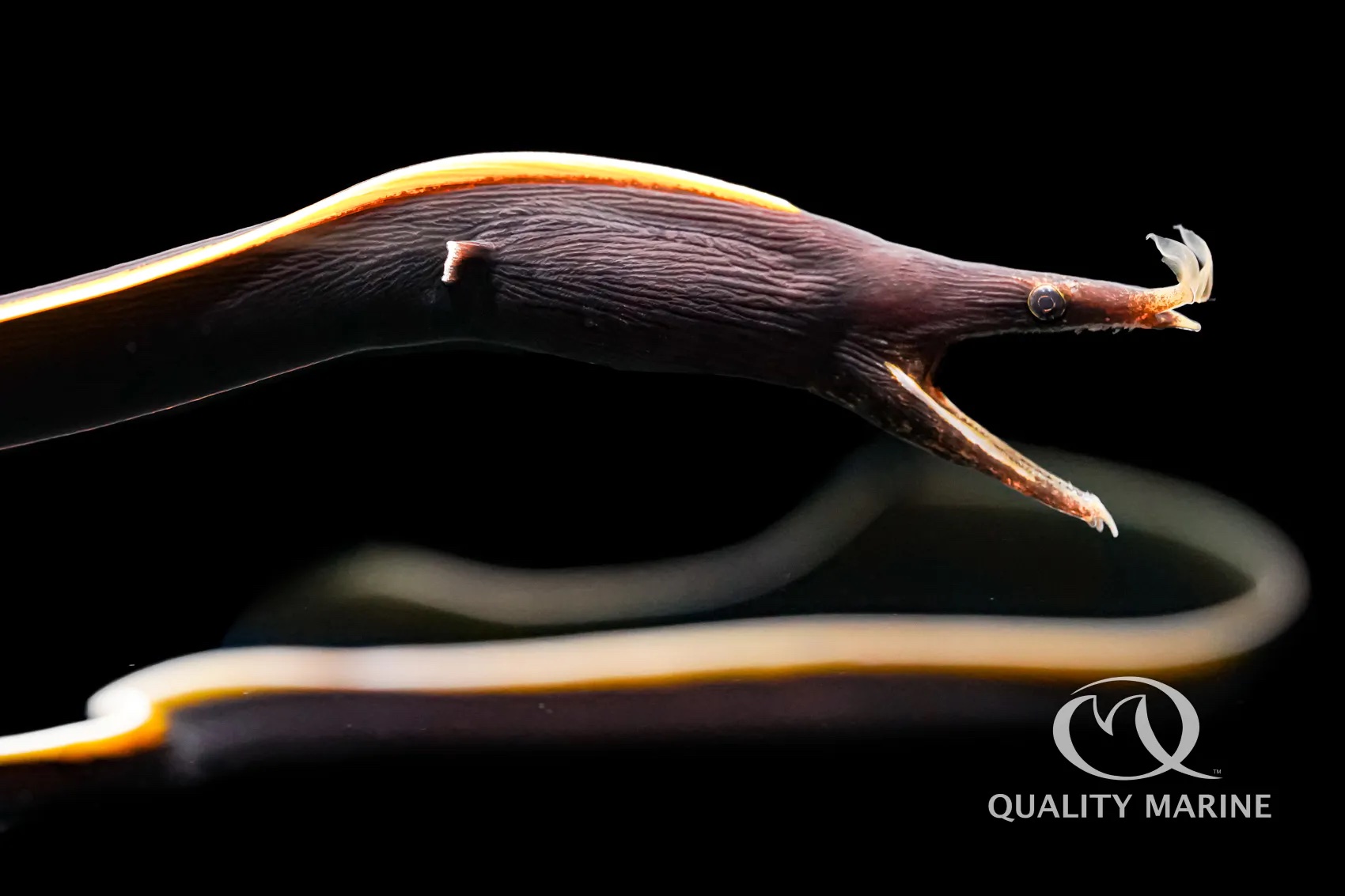 The Feisty and Vibrant Black Ribbon Eel - Quality Marine