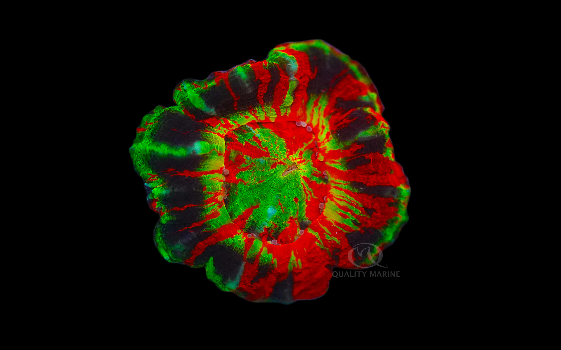 Ultra scolymia - Quality Marine