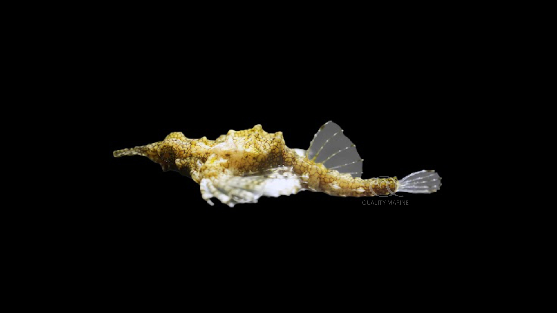 Sea Moth - Quality Marine