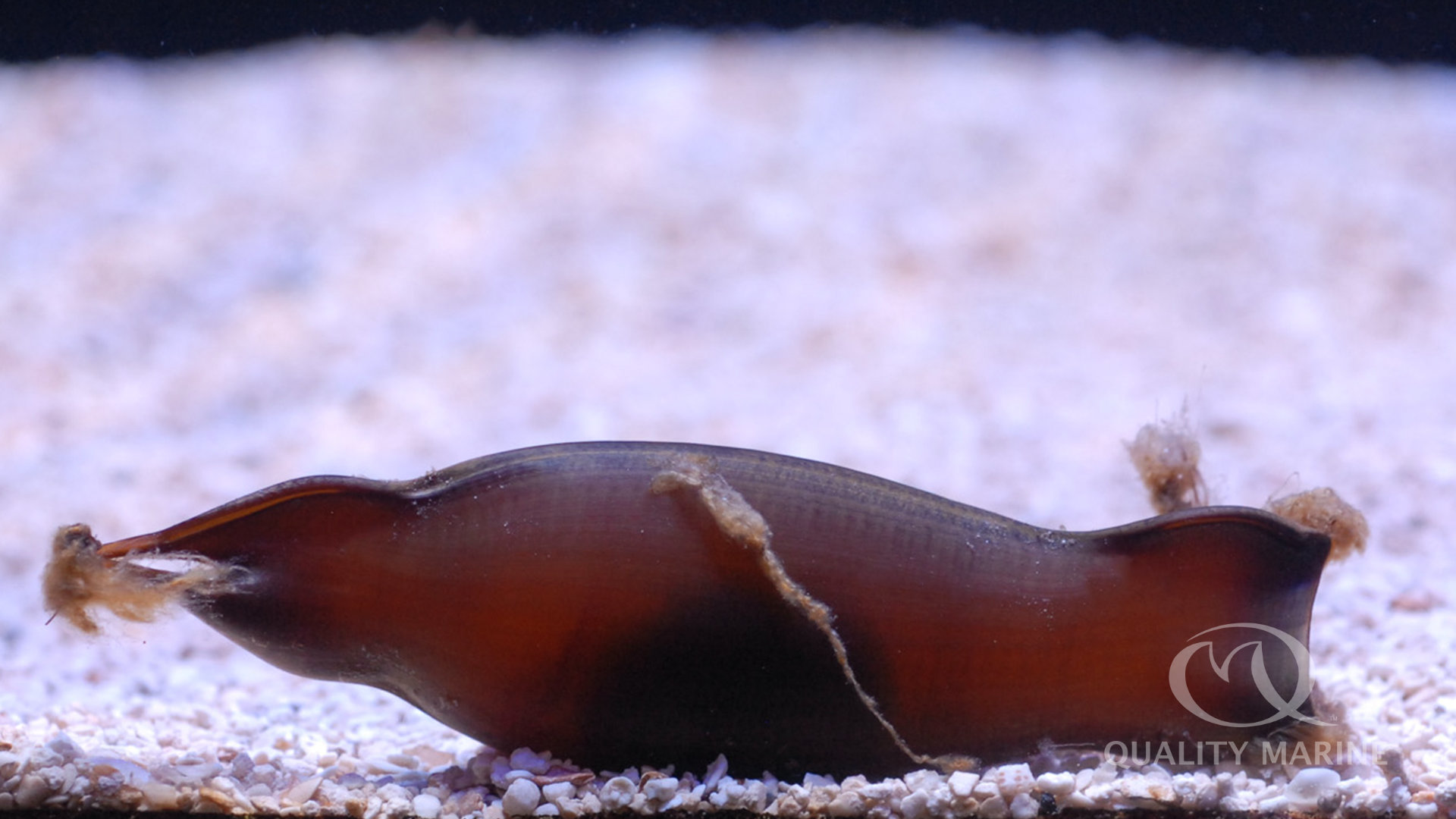 A Sharky Shangri-La - Quality Marine