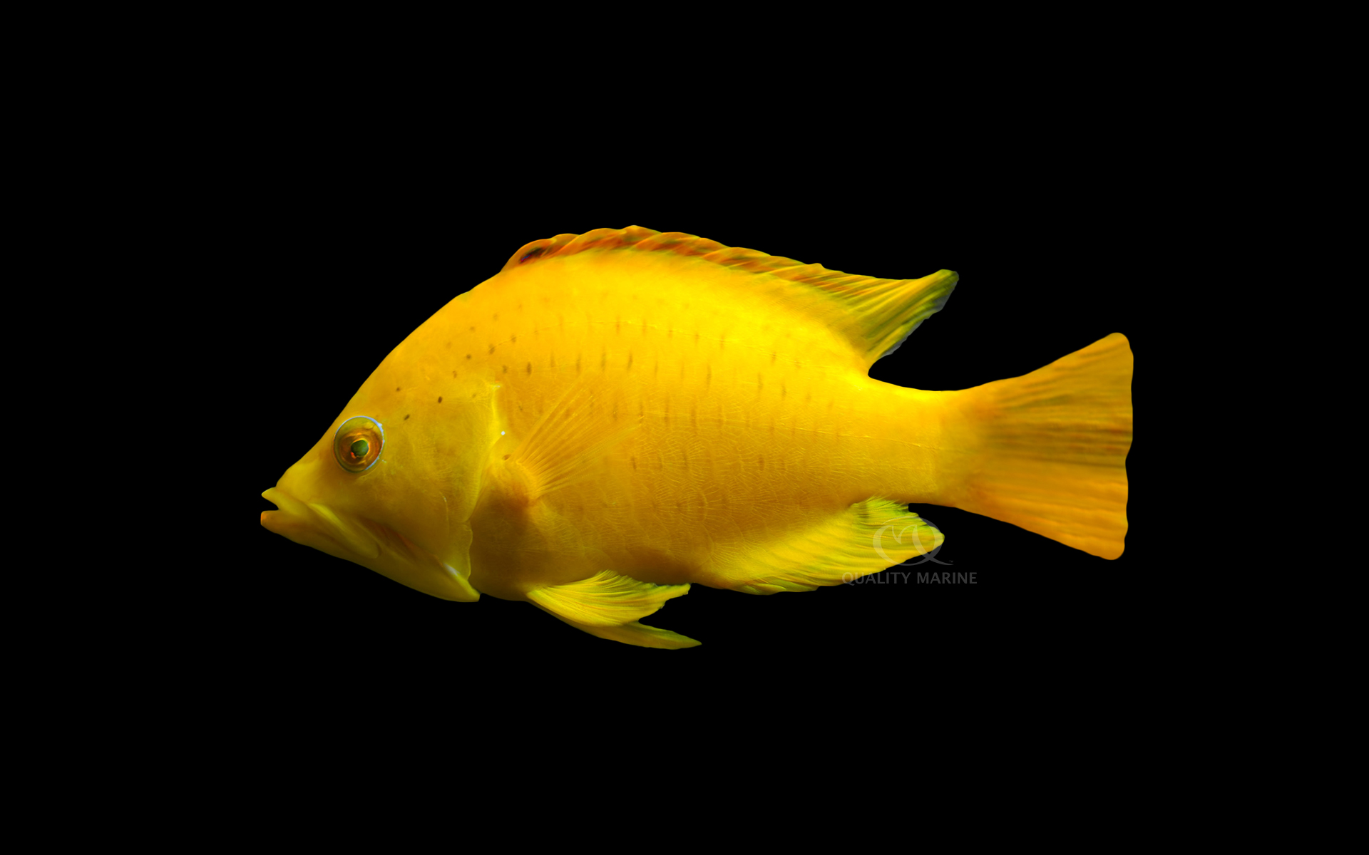 A Yellow Mellow Interesting Fellow - Quality Marine