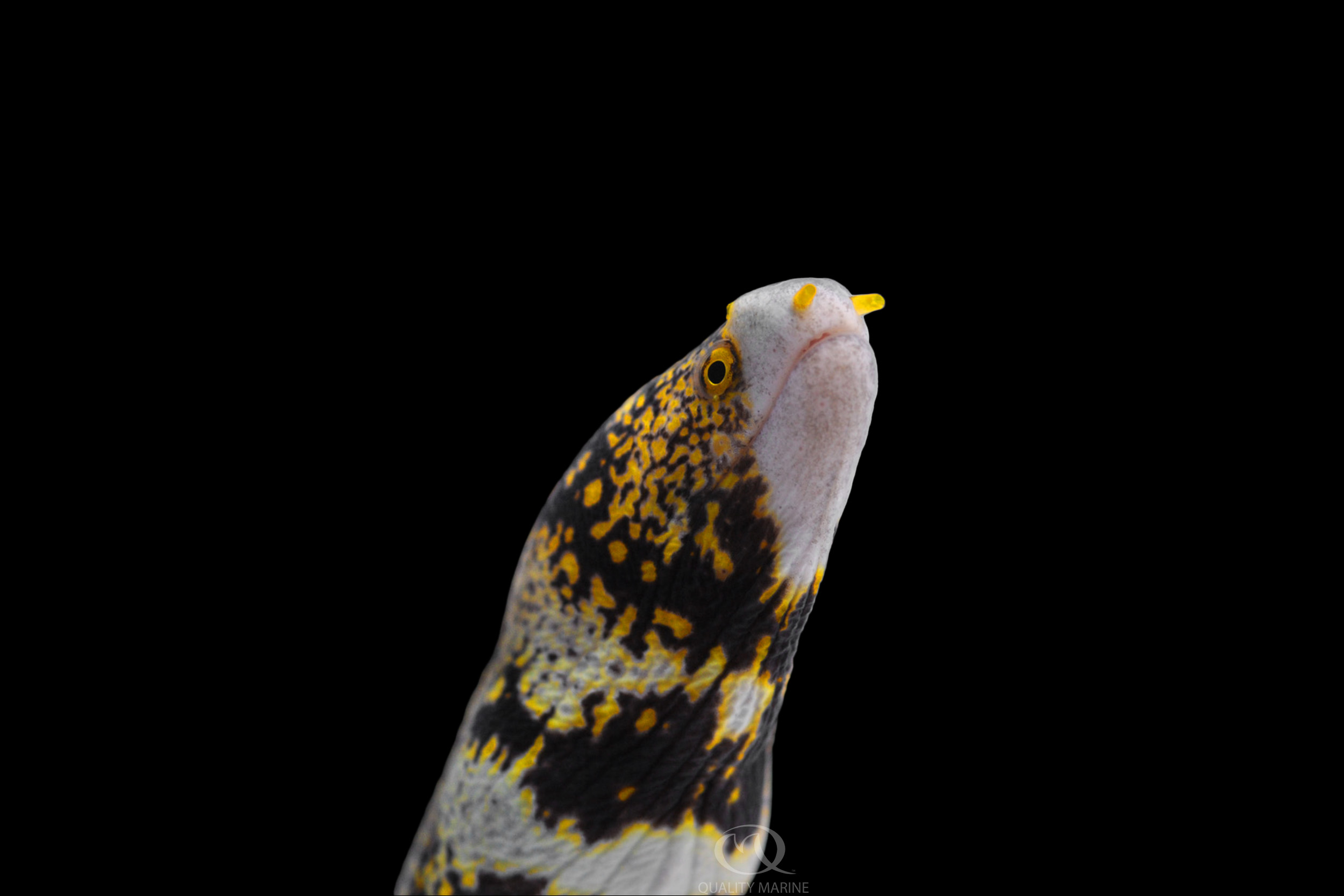 A Star is Born - Quality Marine