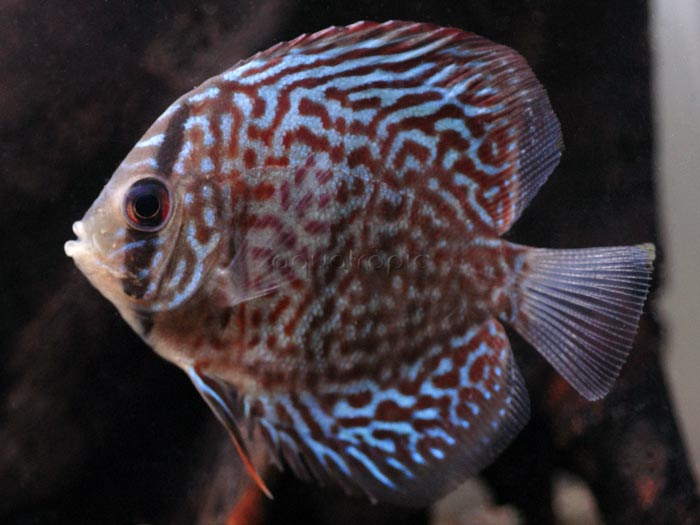Leopard Red Discus (Symphysodon aequifasciatus) - Quality Marine