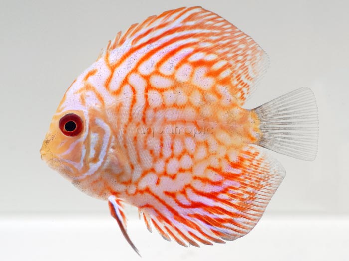 Discus Tank - Quality Marine